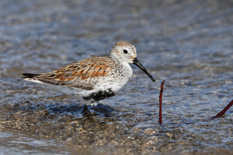 Dunlin Shore Bird Walking Along Shore Stock Image - Image of nature ...