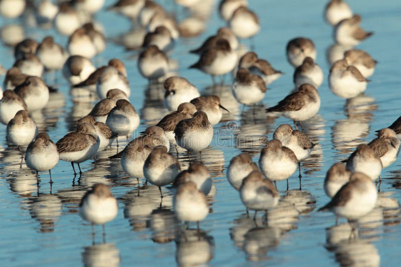 Dunlin. stock photo. Image of dunlins, birds, bird, dunlin - 36474906