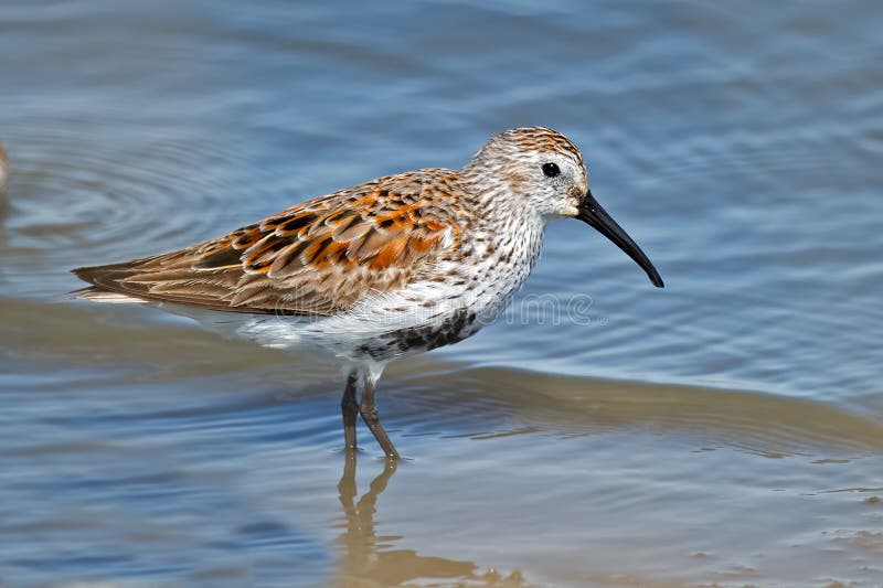 A Dunlin is Walking on the Beach. Also Known As a Red-backed Sandpiper ...