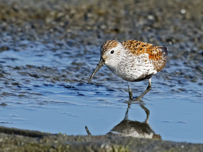 A Dunlin is Walking on the Beach. Also Known As a Red-backed Sandpiper ...