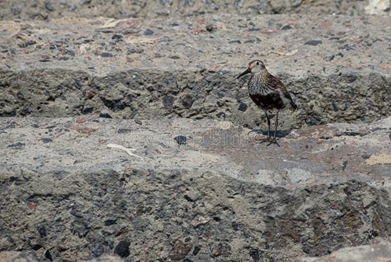 A Dunlin is Walking on the Beach. Also Known As a Red-backed Sandpiper ...