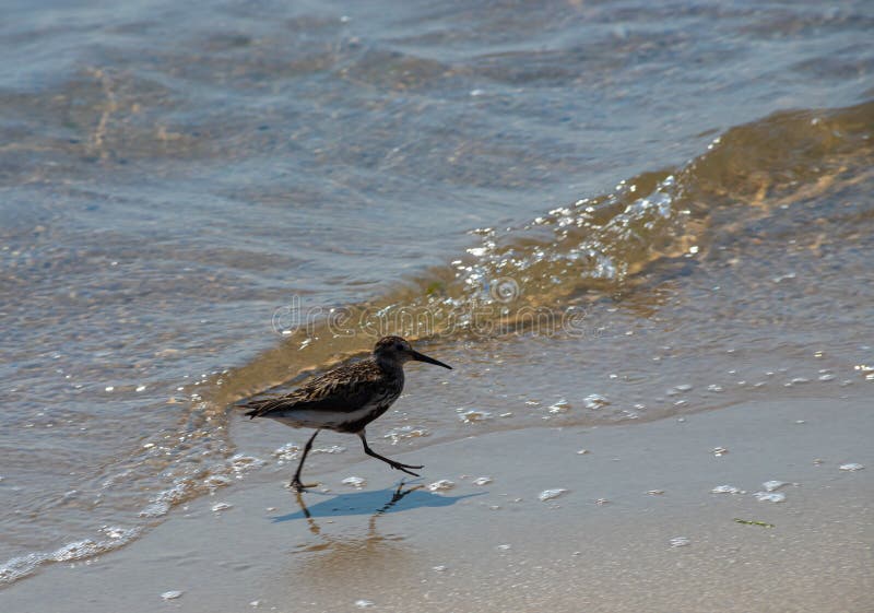 A Dunlin is Walking on the Beach. Also Known As a Red-backed Sandpiper ...