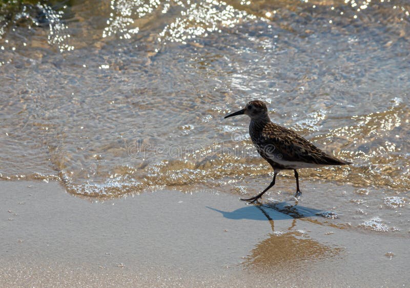 A Dunlin is Walking on the Beach. Also Known As a Red-backed Sandpiper ...