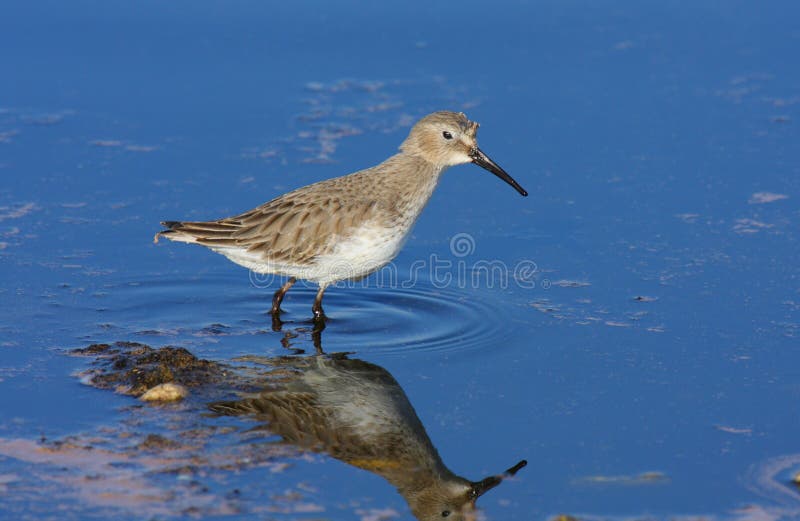 Dunlin with winter plumage stock image. Image of calidris - 17274011