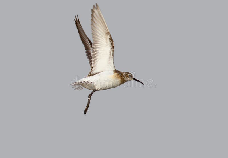 A Dunlin in Winter Plumage in Flight Stock Photo - Image of water ...