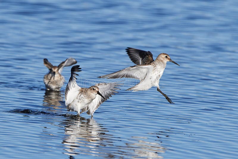 Dunlin Calidris alpina stock image. Image of wader, habitat - 132858289