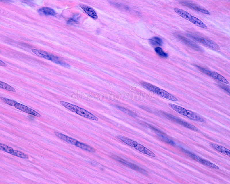 Vlotte spiercellen kernen stock foto. Image of microscopisch - 93292180