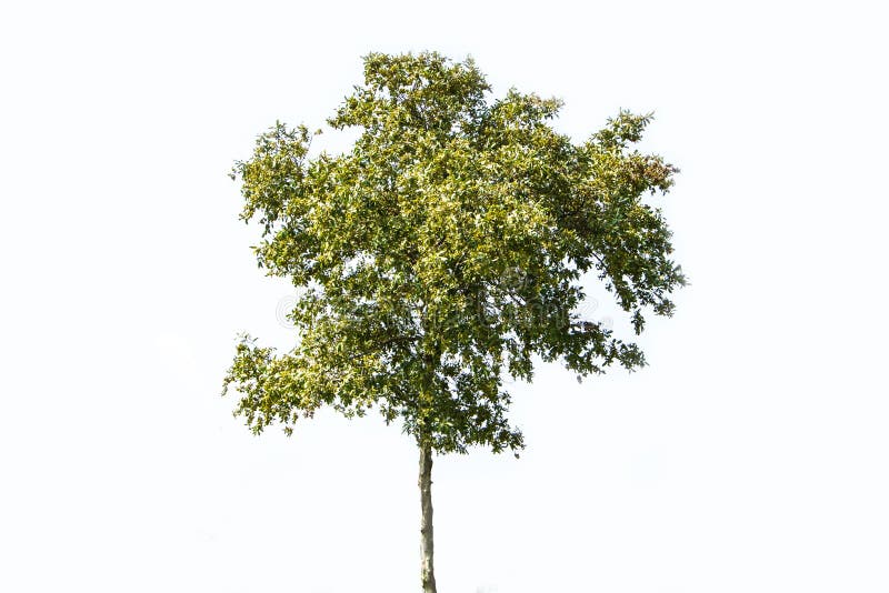 Dunne groene boom stock afbeelding. Image of eenzaam - 35137519