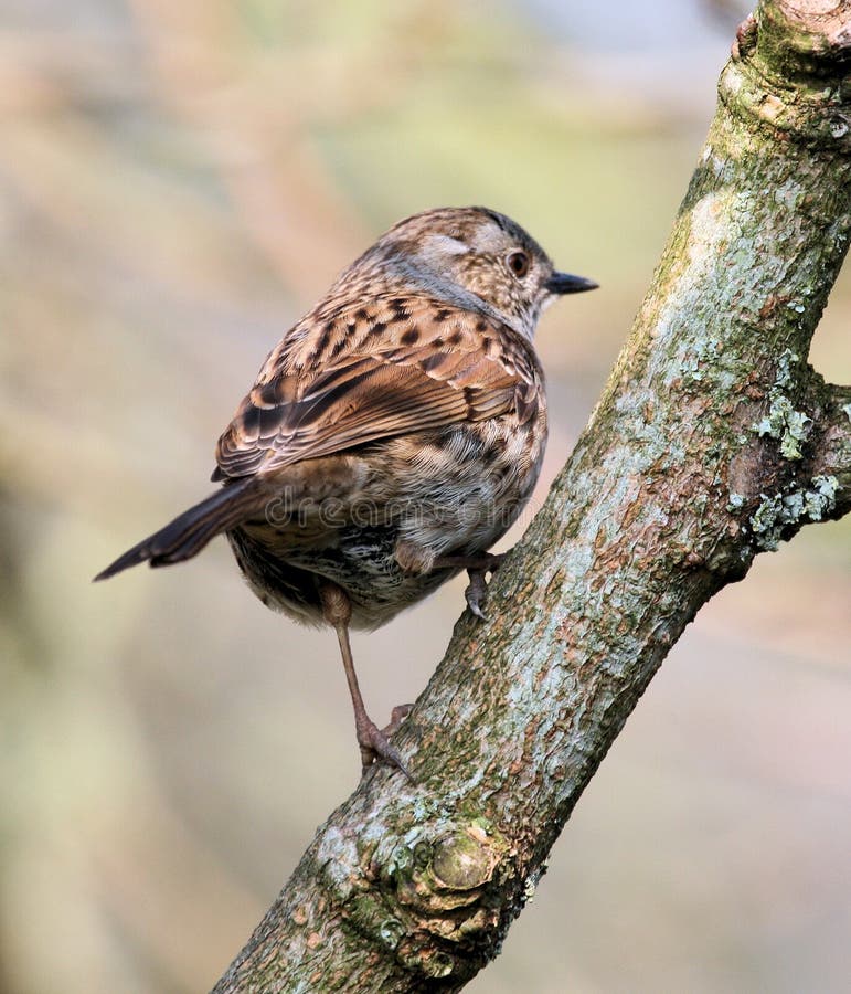 Dunnock stock image. Image of beak, branch, feather, tree - 10497723