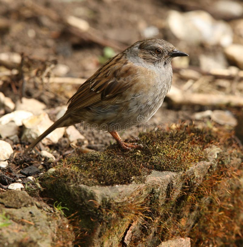 Male Dunnock stock photo. Image of wilderness, portrait - 29902766