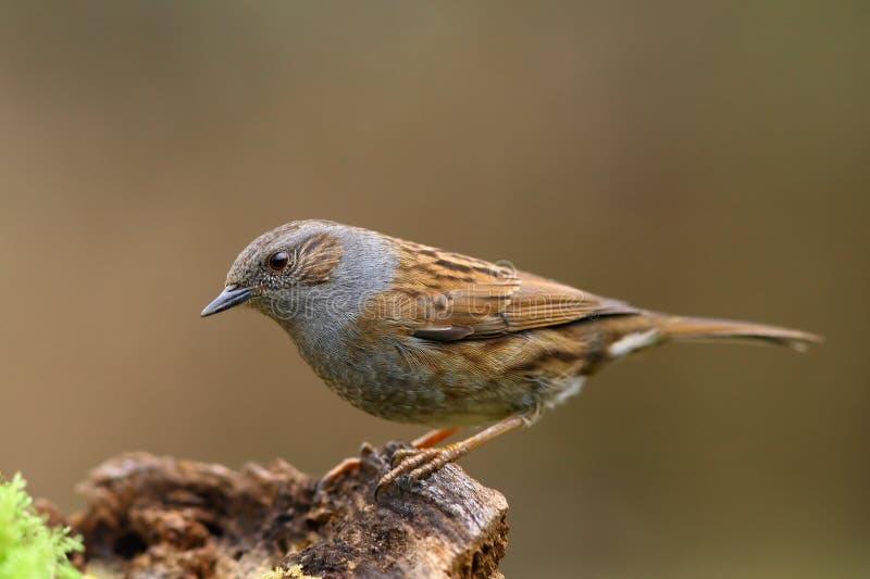 Dunnock Bird Perched on Rock Stock Image - Image of green, plumage ...