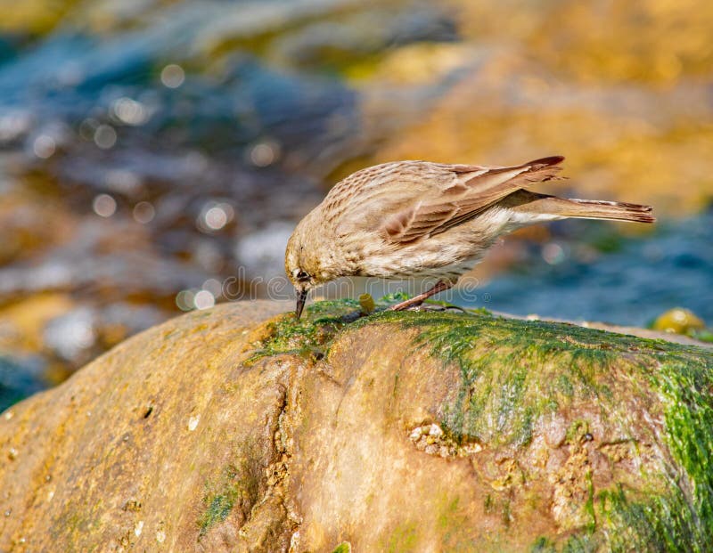 Dunnock Bird Cracking a Seaside Rock with it,s Beak Stock Photo - Image ...
