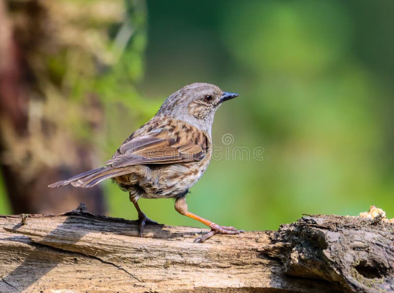 Dunnock bird on a log stock photo. Image of animal, wood - 255543202