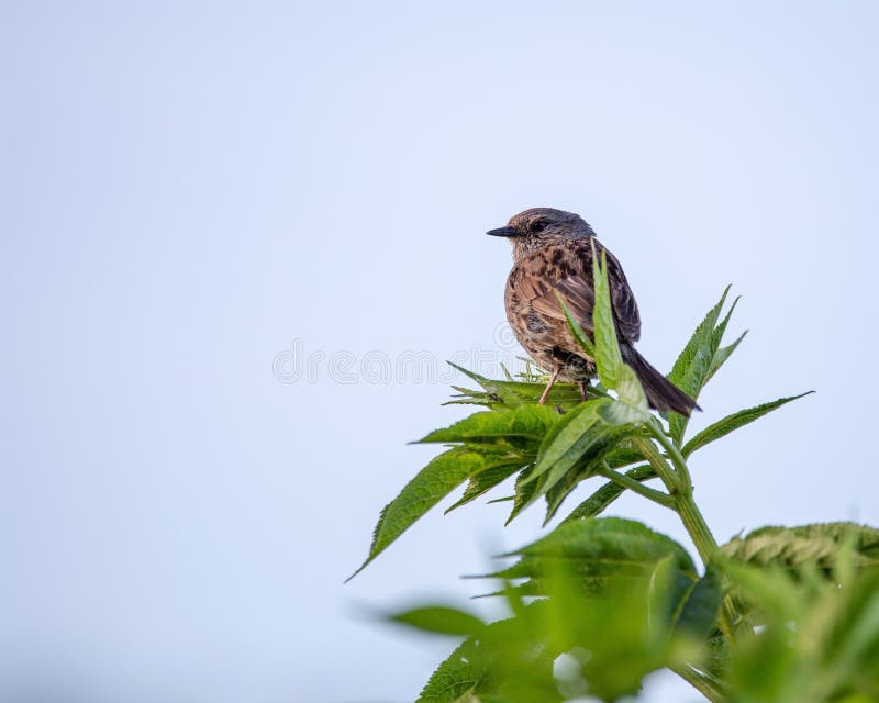 A Bird Dunnock in a Ash Tree Stock Image - Image of grass, branch ...