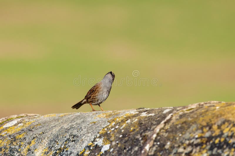 Dunnock Perched Wall Stock Photos - Free & Royalty-Free Stock Photos ...