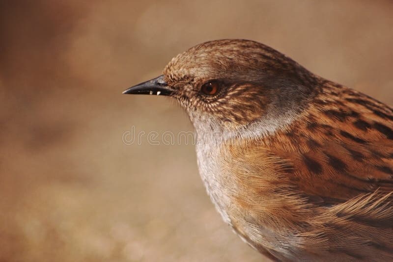 Dunnock stock image. Image of interest, nature, animal - 43252307