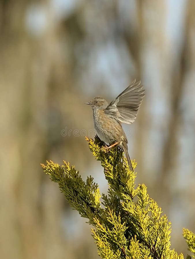 Dunnock Hedgesparrow Taking Flight Stock Image - Image of feeder, early ...