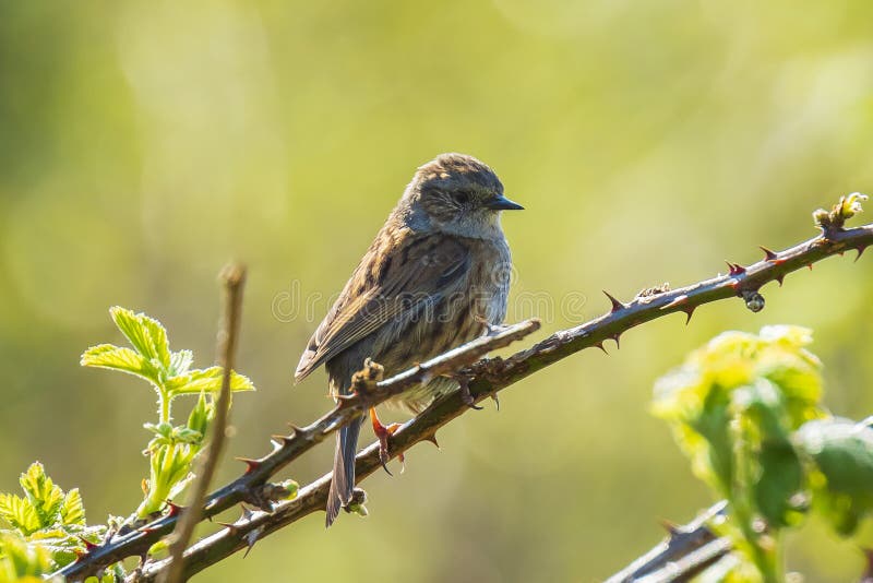 Dunnock Prunella Modularis Bird Singing during Springtime Stock Image ...