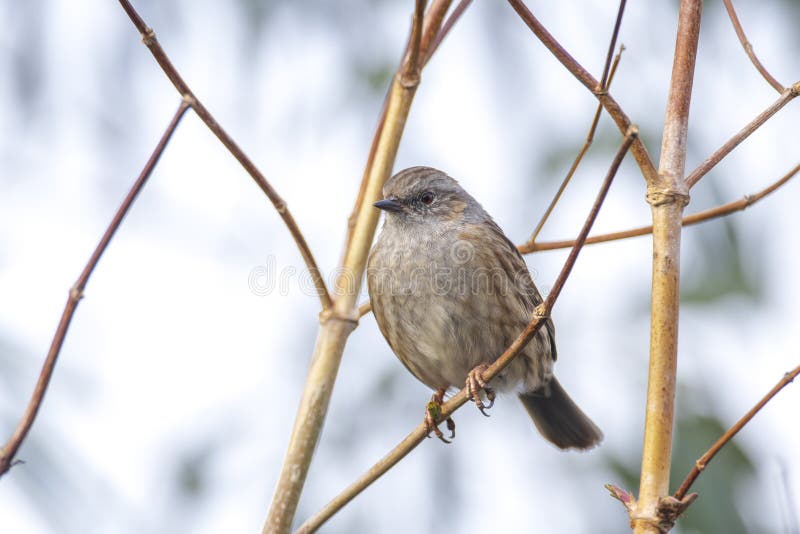 Dunnock Prunella Modularis Bird Singing during Springtime Stock Image ...