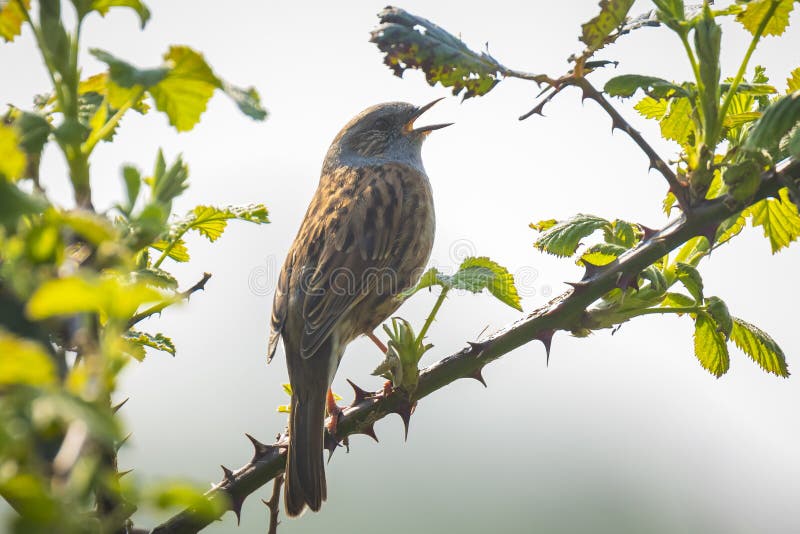 196 Female Dunnock Stock Photos - Free & Royalty-Free Stock Photos from ...