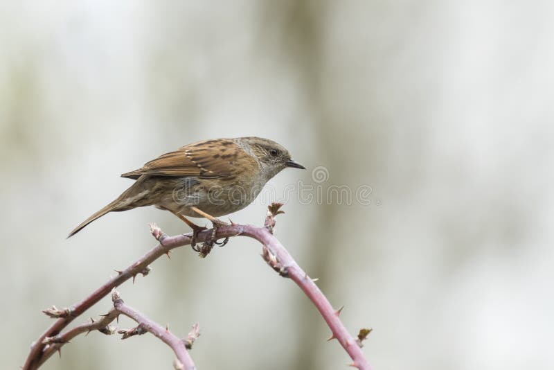 Dunnock singing bird stock image. Image of spring, action - 70082319