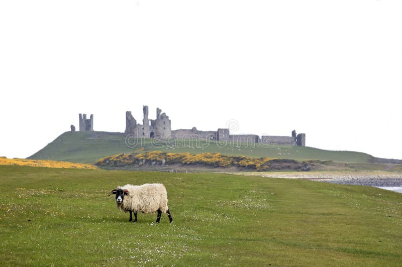 Dunstanburgh Castle Sheep Northumberland Coast Uk Stock Image - Image ...