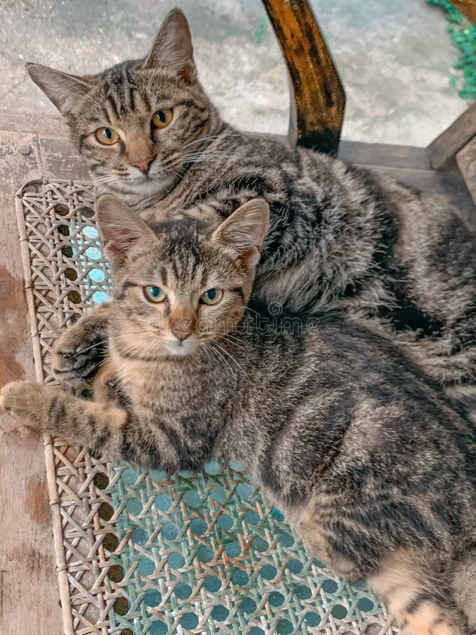 Duo Cat is so cute stock image. Image of spesial, cute - 261659485