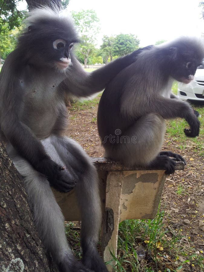 Duo stock image. Image of consolation, monkey, partner - 48594867