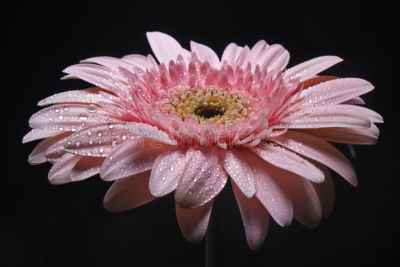 Duo Rainbow Color Gerbera Flower, Beautiful Aster Flower Stock Image ...