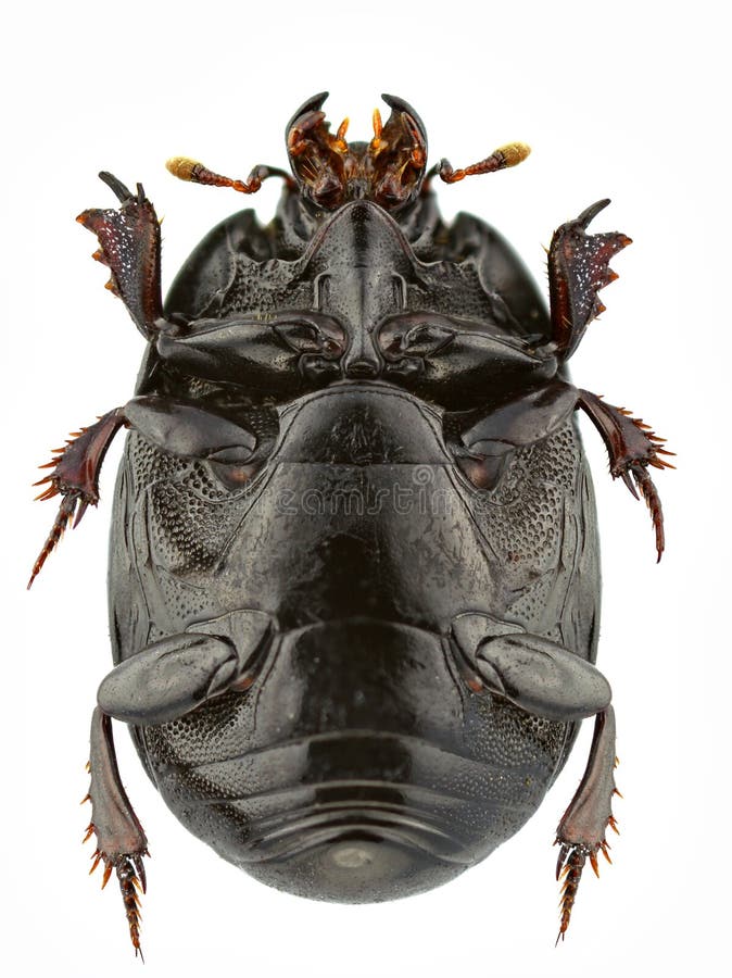 Escarabajo De Pinacate Del Género Eleodes Foto de archivo - Imagen de ...