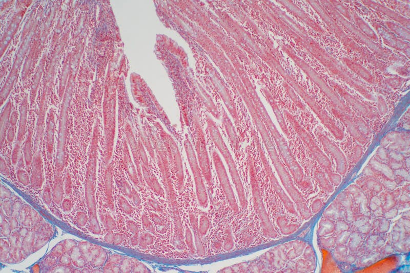 Human Duodenum Histology