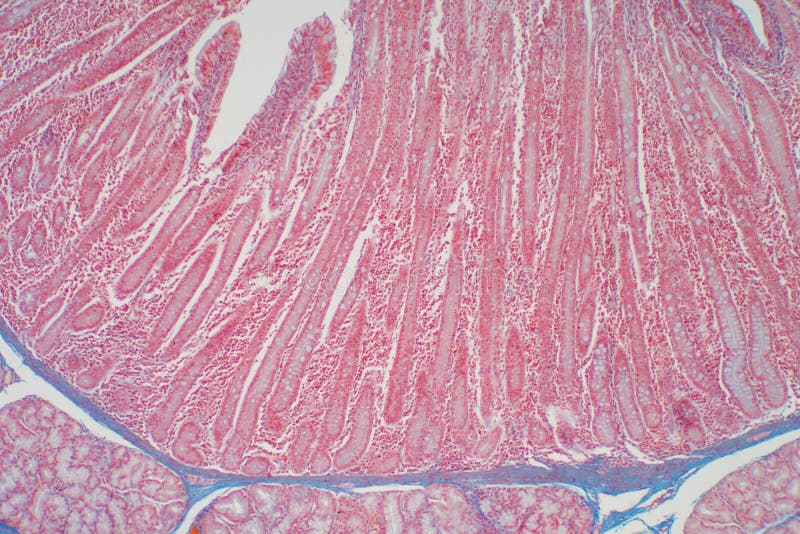 Duodenum Slide Labeled