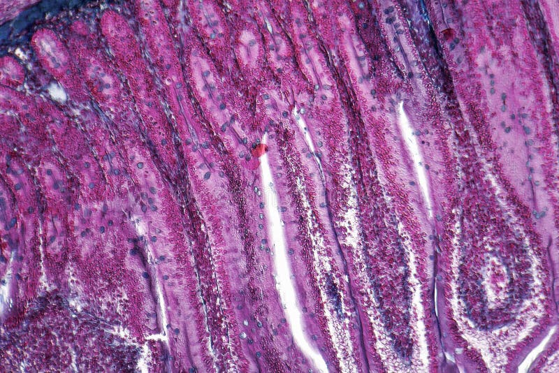 Duodenum cross section stock photo. Image of nature, magnification ...