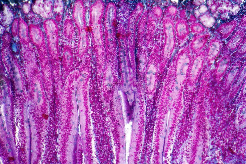 Duodenum cross section stock image. Image of health, anatomy - 83130803