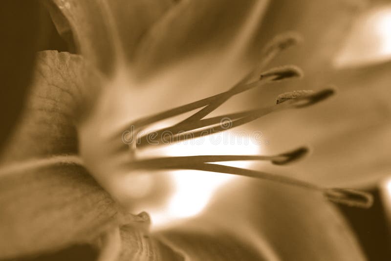 Duotone Divinity stock image. Image of petals, beauty - 32240559