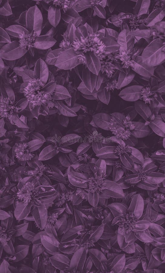 Duotone Flowers on Dark Green, Vertical Template. Background for Text ...