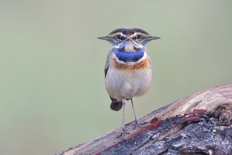 Duplicated Faces when Low Shutter Speed Taking Bird while Turning ...