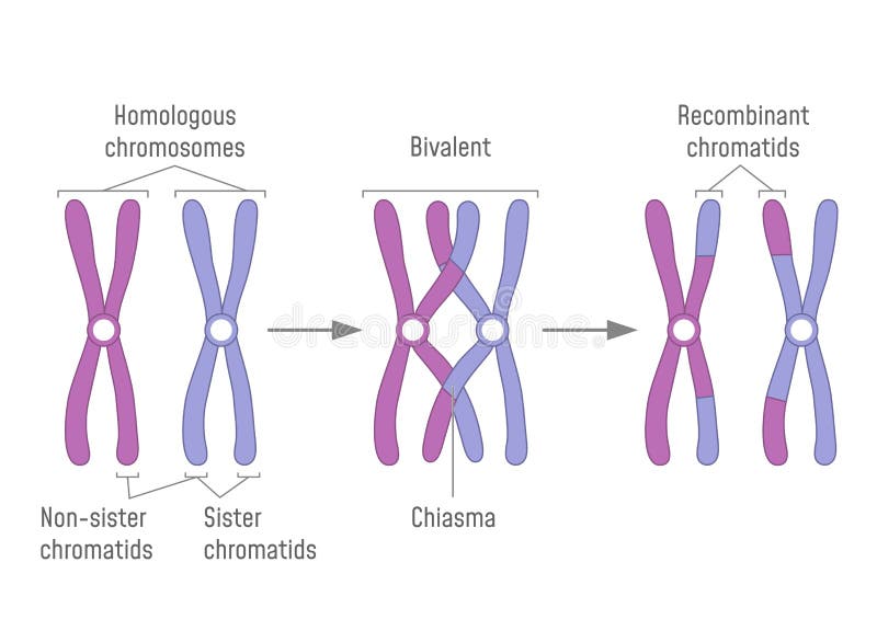 Telomere Cell Division And Human Chromosomes Stock Vector