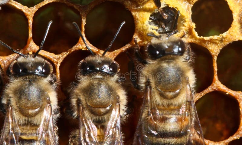 Reproduction des abeilles. image stock. Image du utile - 4956331