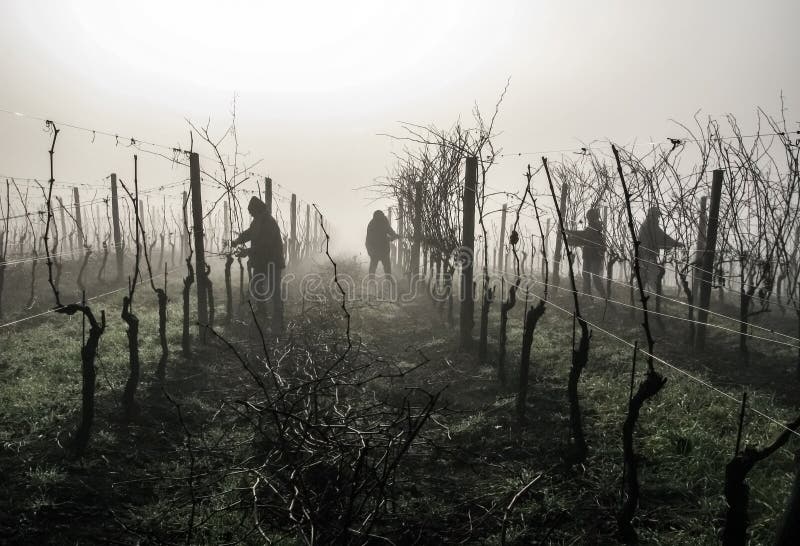 Dur Labeur Dans Le Vignoble Photographie éditorial - Image du vigne ...