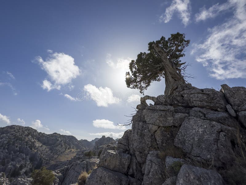The Durable Stance of the Lone Juniper Tree on the Cliff Stock Photo ...