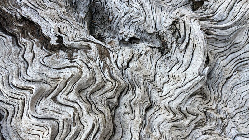 Durable Trunk of the Juniper Tree and Its Magnificent Creation Stock ...