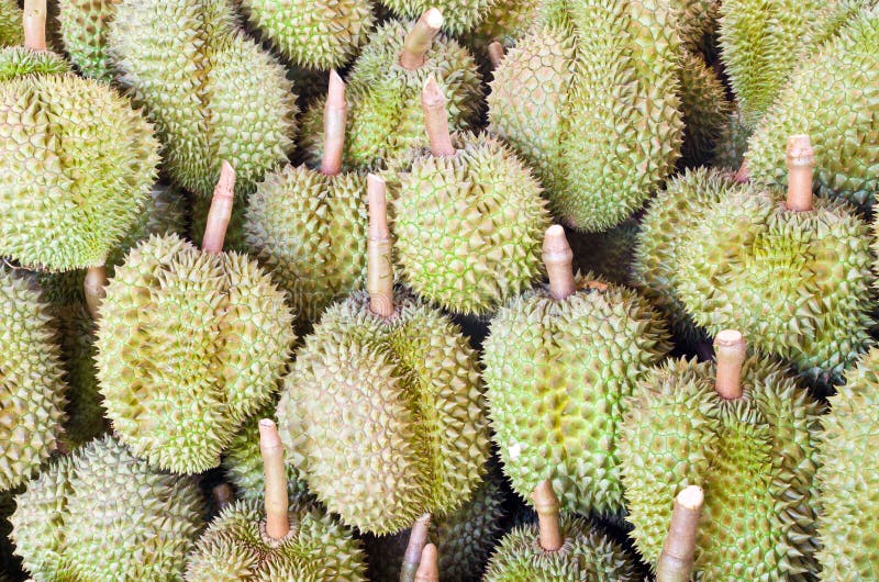 Durain stock image. Image of ripe, thailand, tasty, durian - 32554653