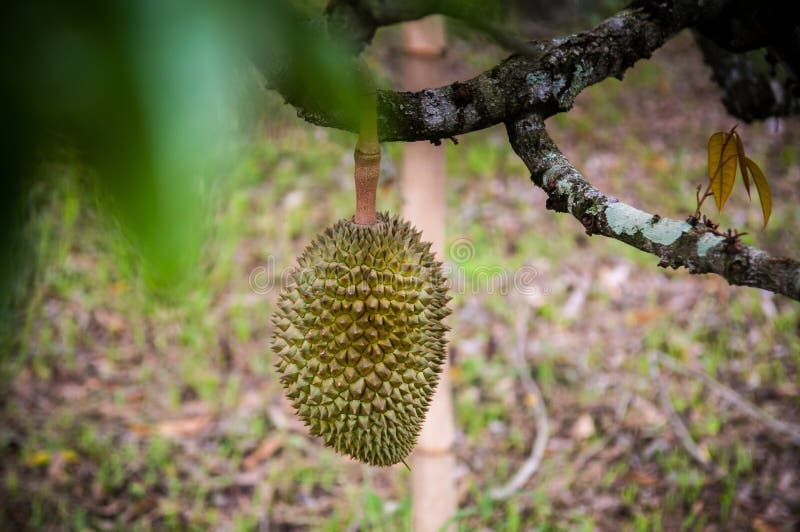 Durain Fruit Display To Sell Stock Photo - Image of asia, sell: 20886334