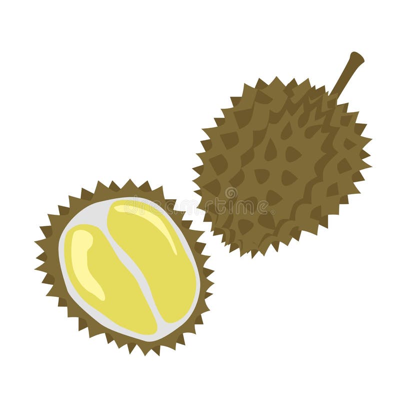 Durain Vector Isolated on White Stock Vector - Illustration of healthy ...