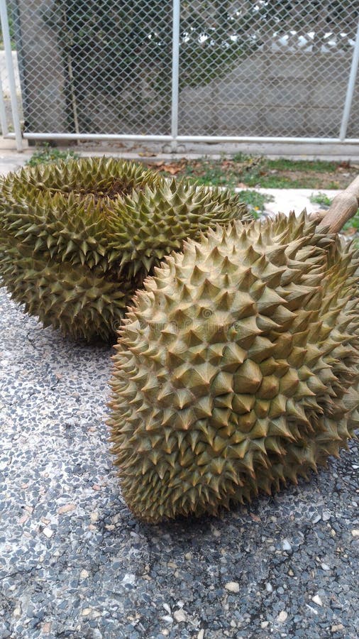 Durain stock photo. Image of testy, durain, tropical - 78454876