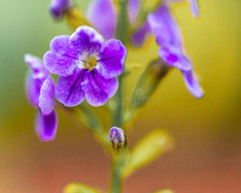 A Duranta erecta flower stock photo. Image of flower - 333483720