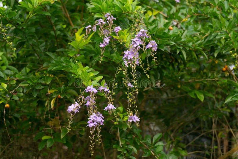 Duranta Erecta Flowers on the Tree. Golden Dew Drop Stock Image - Image ...