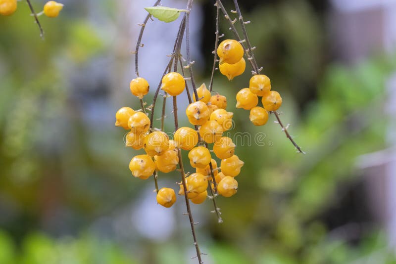 Duranta Erecta Fruit at Amsterdam the Netherlands 28-10-2022 Stock ...