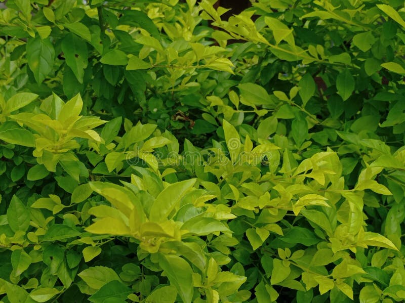 Duranta Erecta in the Garden Stock Image - Image of green, golden ...